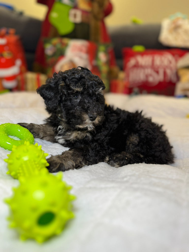 Cooper (Mini-Poodle) — PAWPPIESPLUG